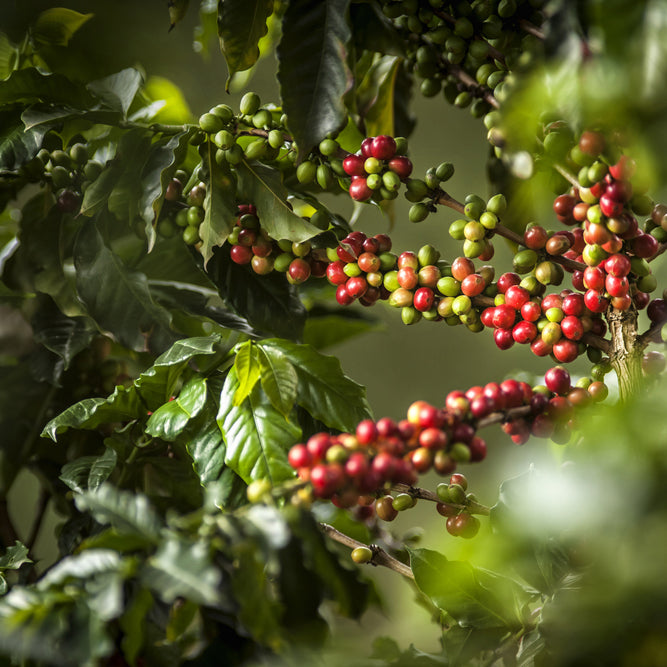 Buy Premium Coffee Online | Sonnets by Tata Coffee